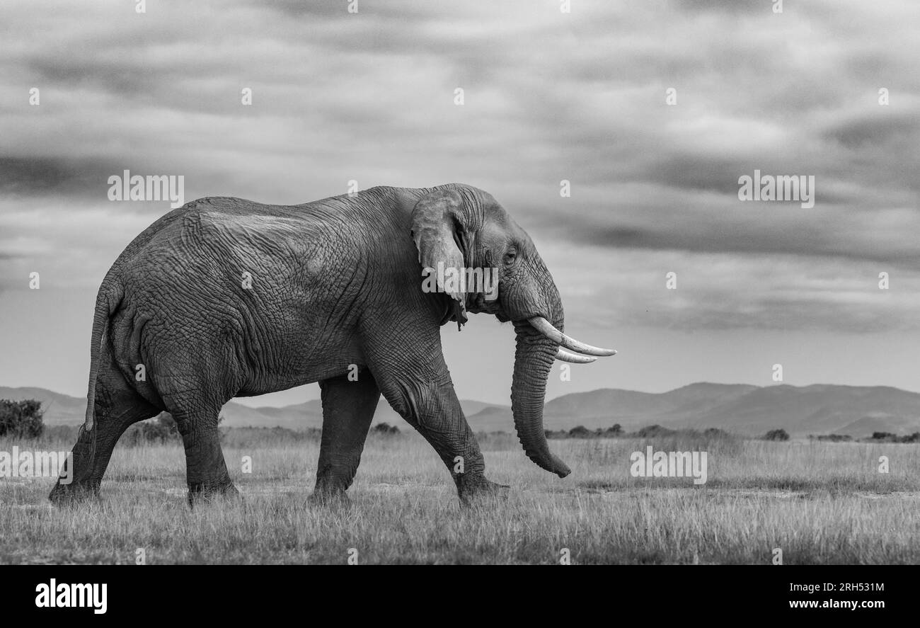 Elephants At Amboseli Print
