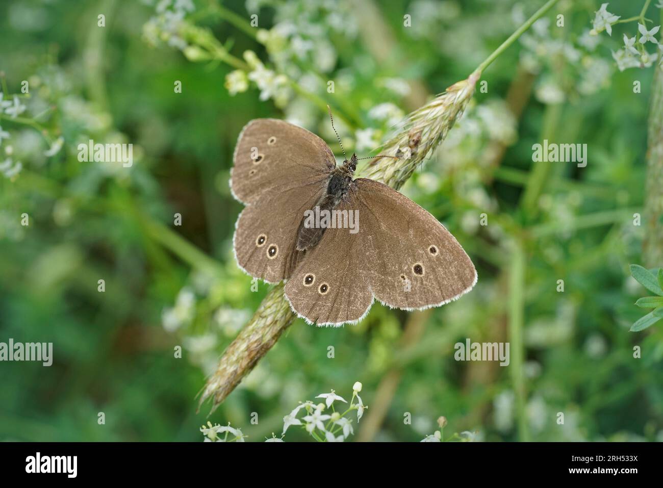 Natural closeup on the brown ringle butterfly, Aphantopus hyperantus ...