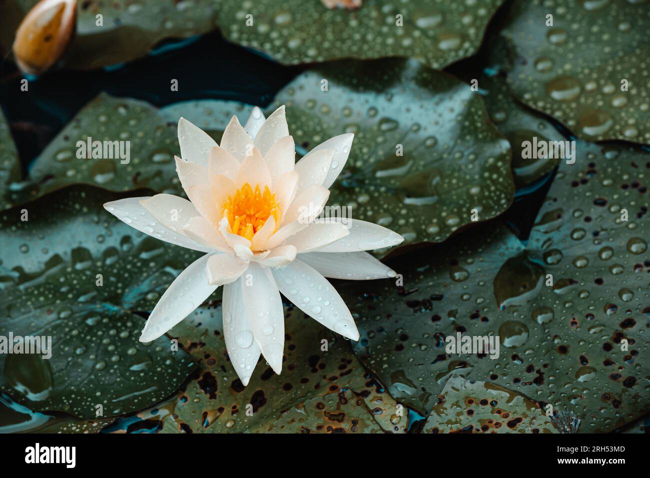 Beautiful lotus petal water lily flower in lake pond wet moise rain ...