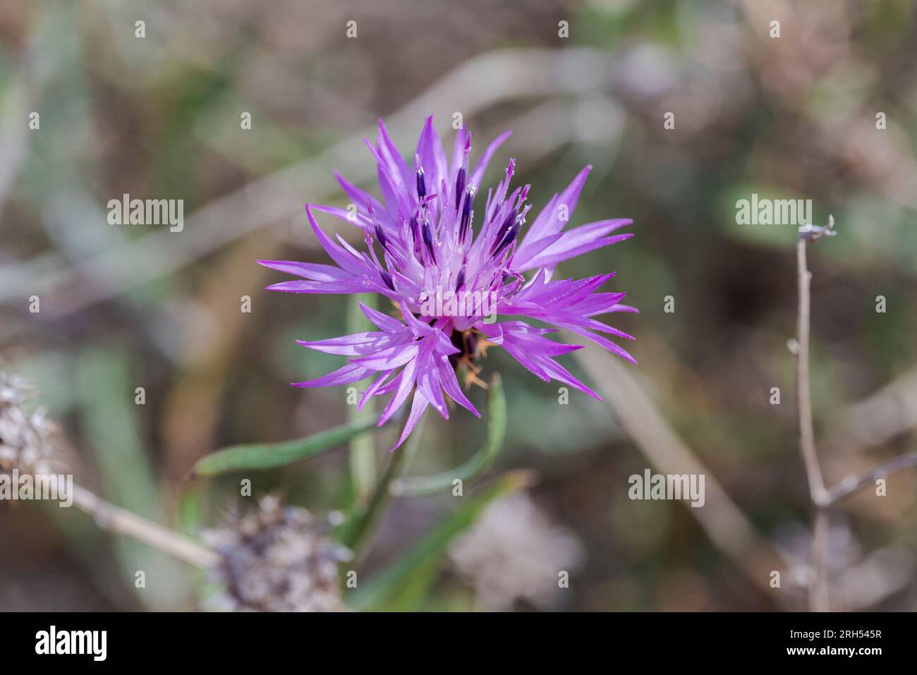 Flower of Rough star-thistle, Centaurea aspera. Photo taken in ...