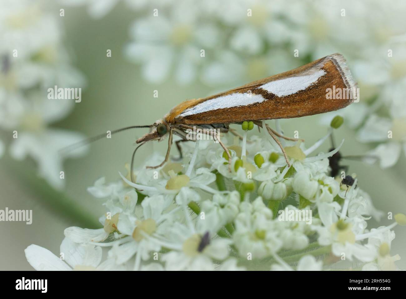 Natural closeup on a Catoptria conchella crambid moth, feeding on a ...