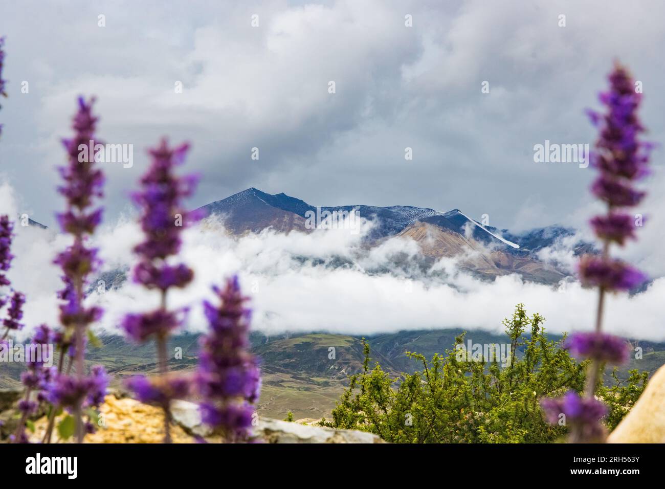 Upper mustang flowers hi-res stock photography and images - Alamy