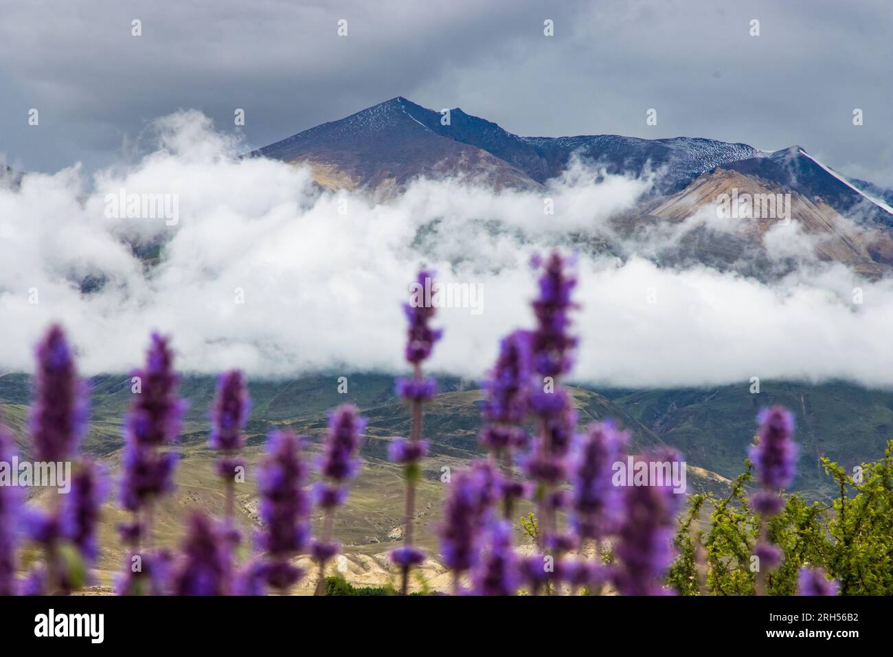 Dark Moody Cloudy Mountains with Purple Wild Flowers and Snow in the ...
