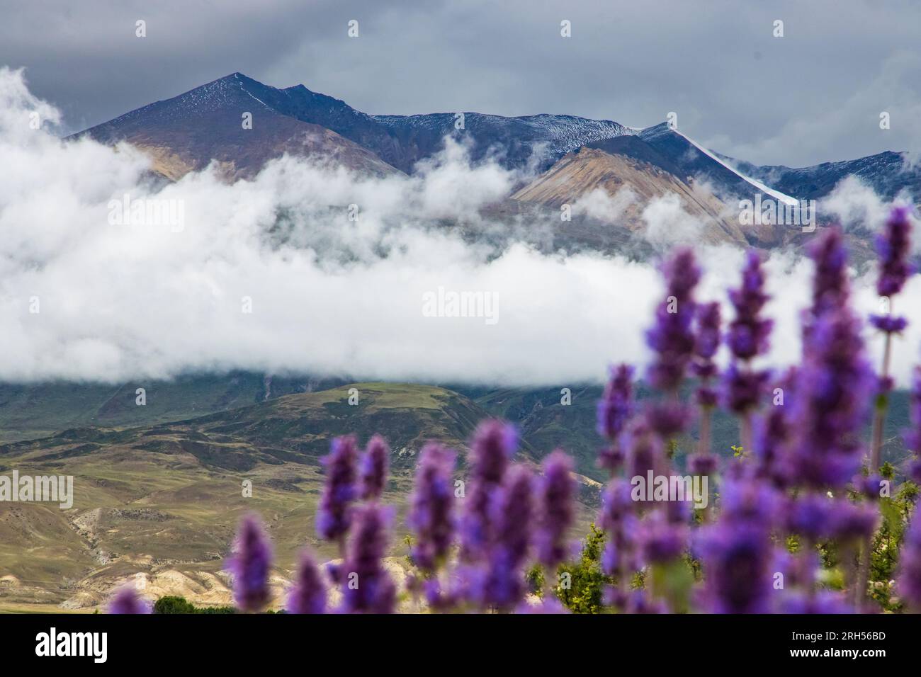 Dark Moody Cloudy Mountains with Purple Wild Flowers and Snow in the ...