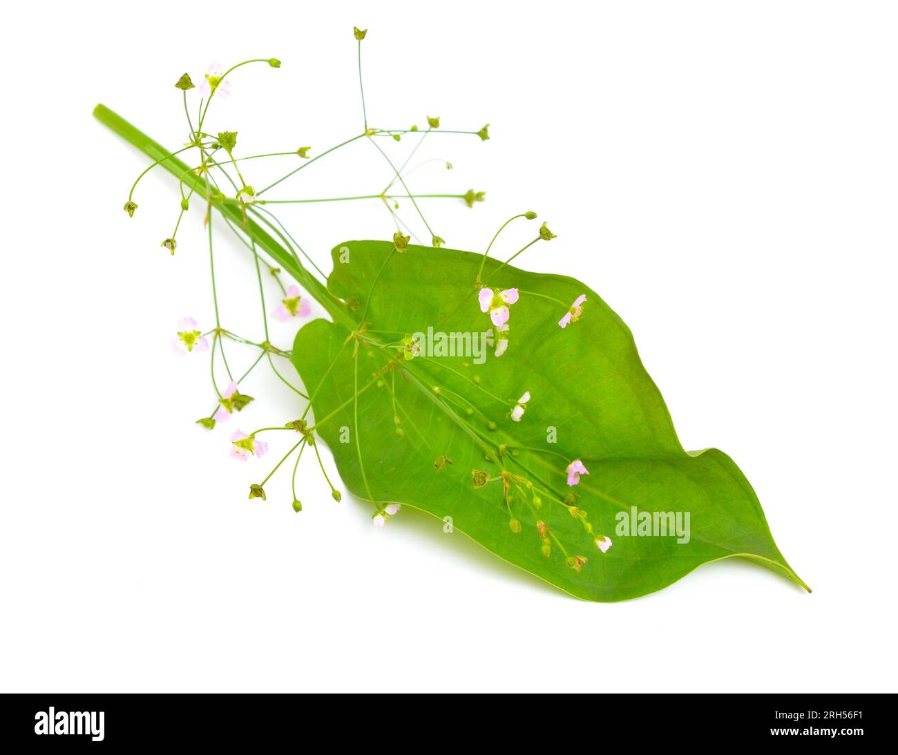 Alisma plantago-aquatica, also known as European water-plantain, common ...