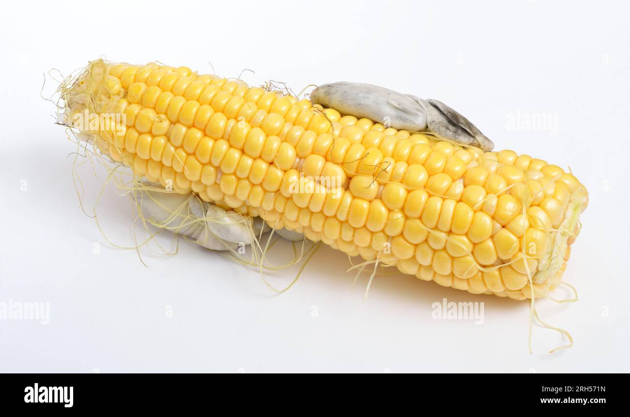 Corn smut is a plant disease caused by the pathogenic fungus Ustilago ...