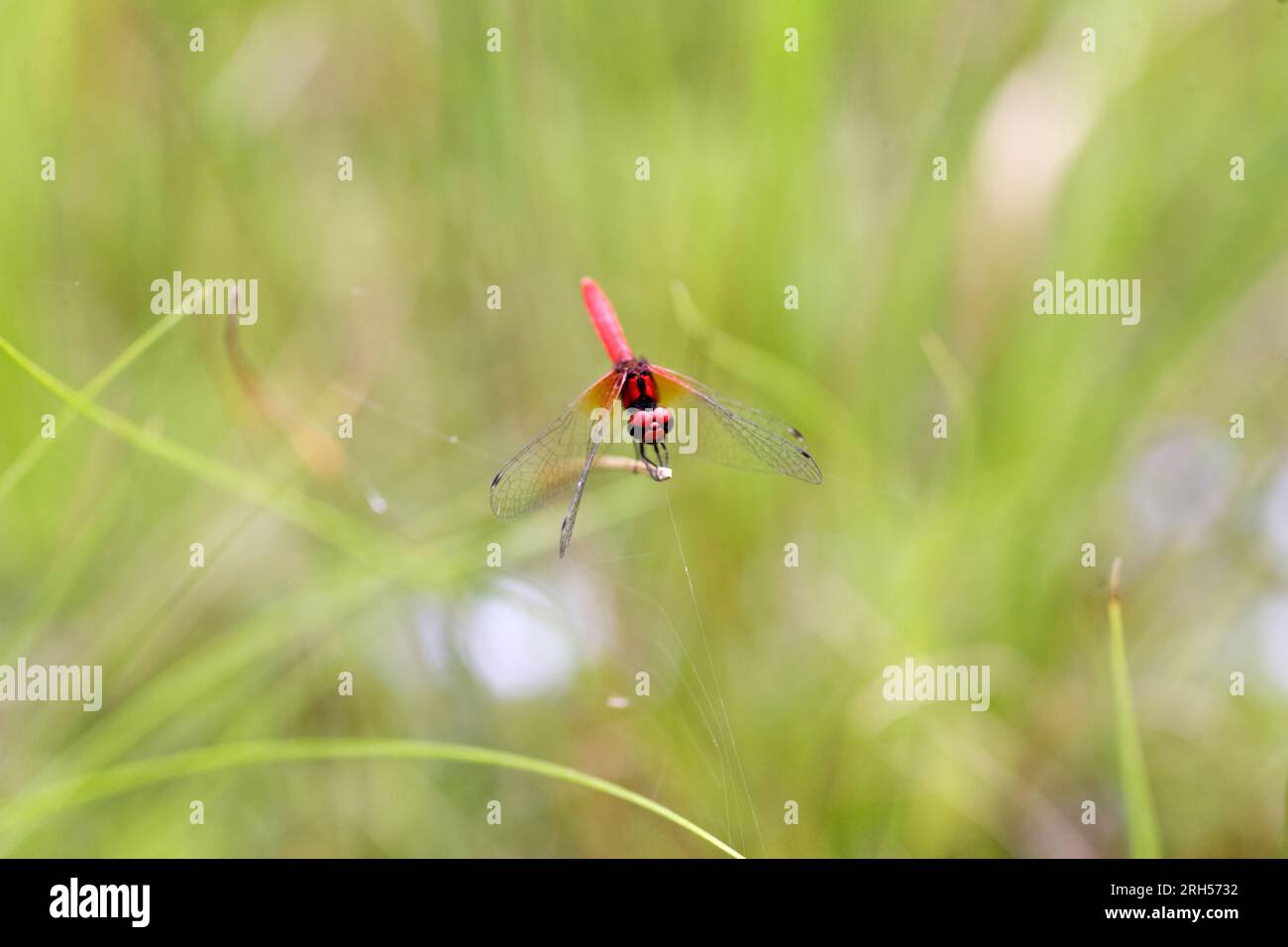 Nannophya pygmaea, known variously as the scarlet dwarf, northern ...