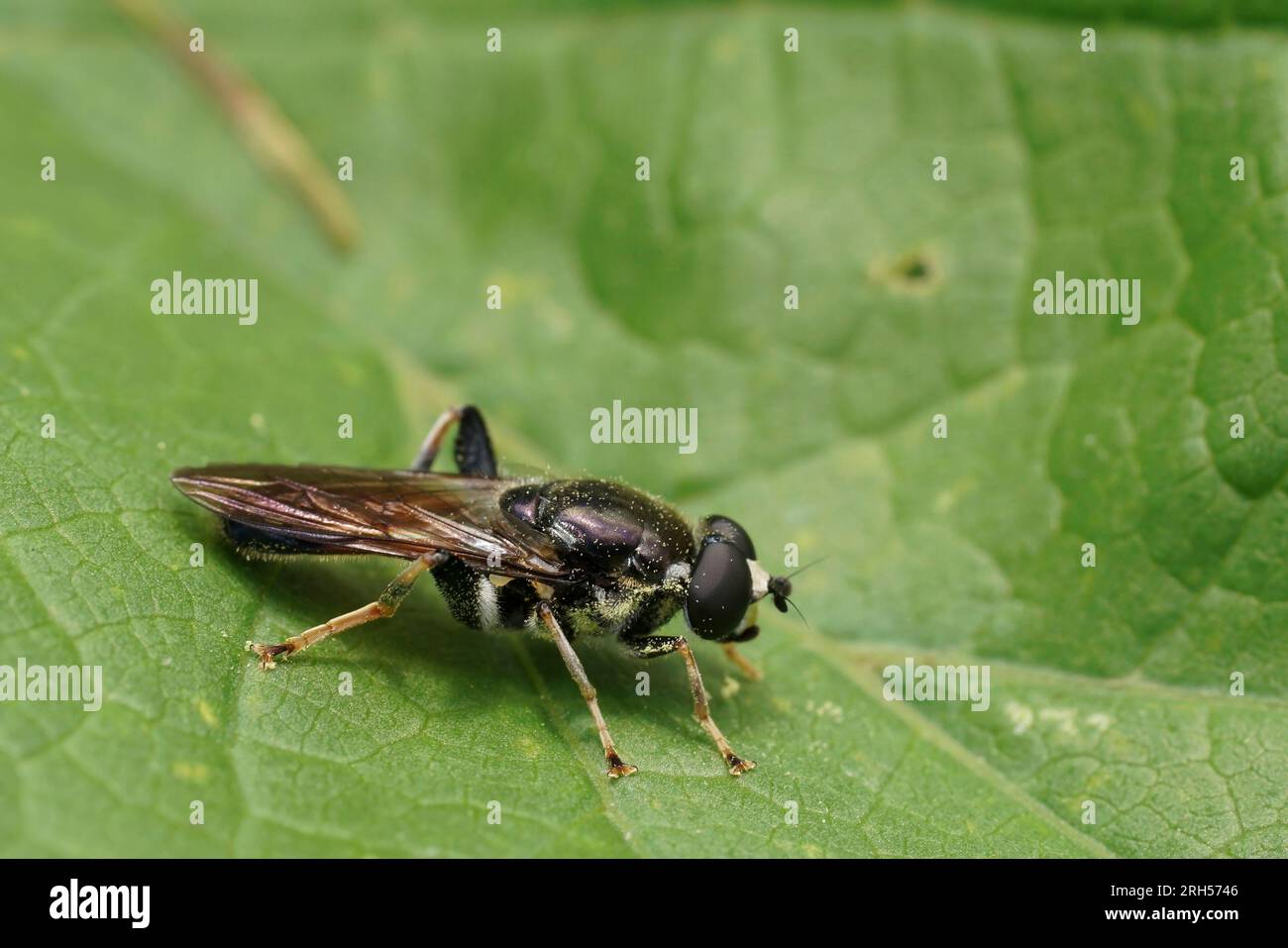 Natural closeup on the lazy wood fly, Xylota segnis sitting on a green ...