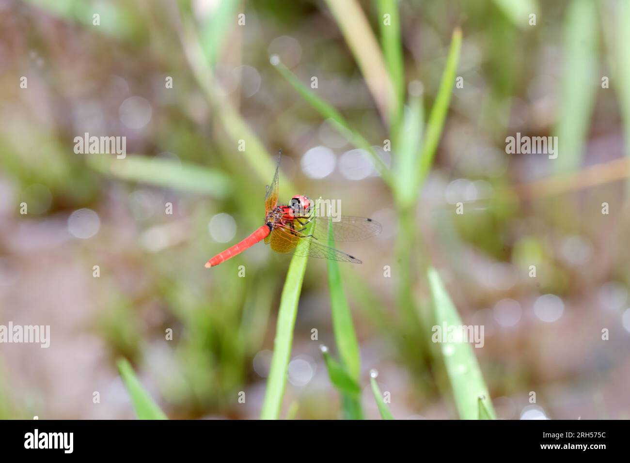 Nannophya pygmaea, known variously as the scarlet dwarf, northern ...