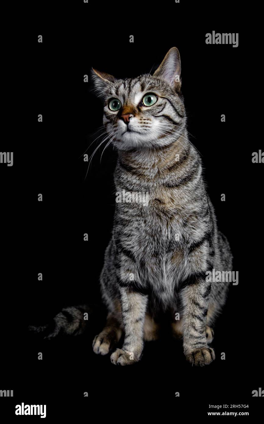 Ragù the cat Stock Photo - Alamy