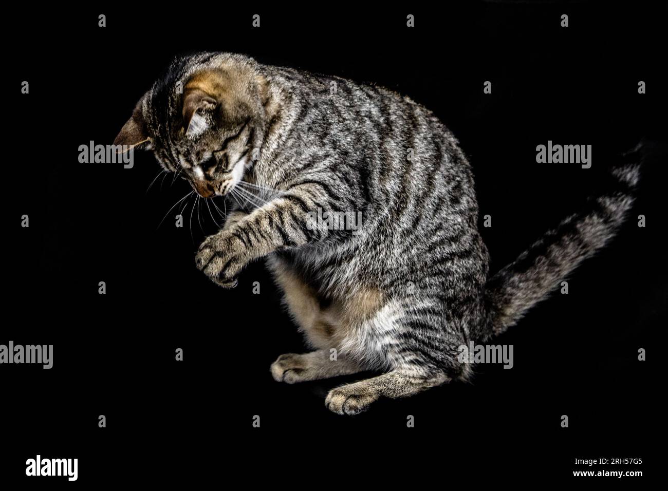 Ragù the cat Stock Photo - Alamy