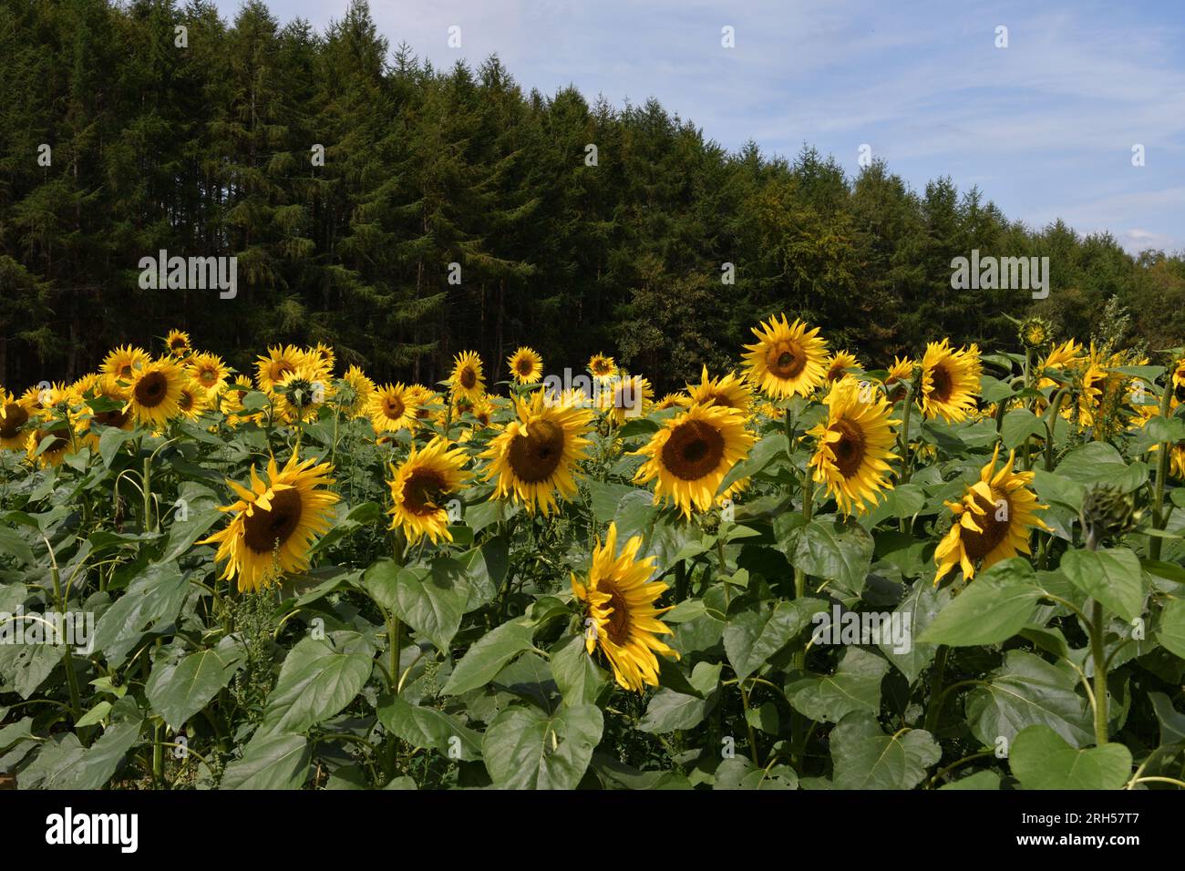 Sunflowers Helianthus uk Stock Photo - Alamy
