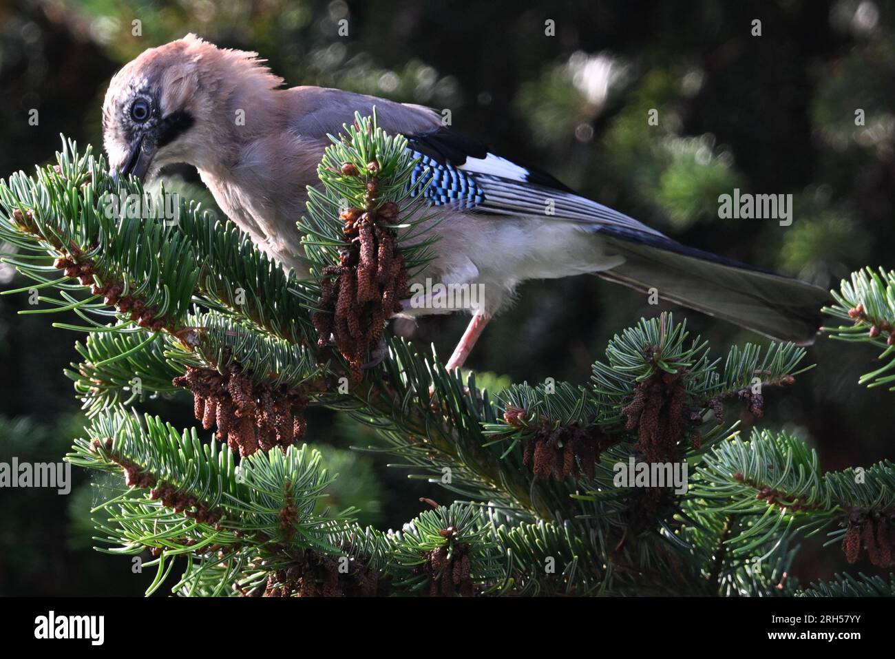 14 August 2023, Hesse, Frankfurt/Main: A jay searches for food on a fir ...