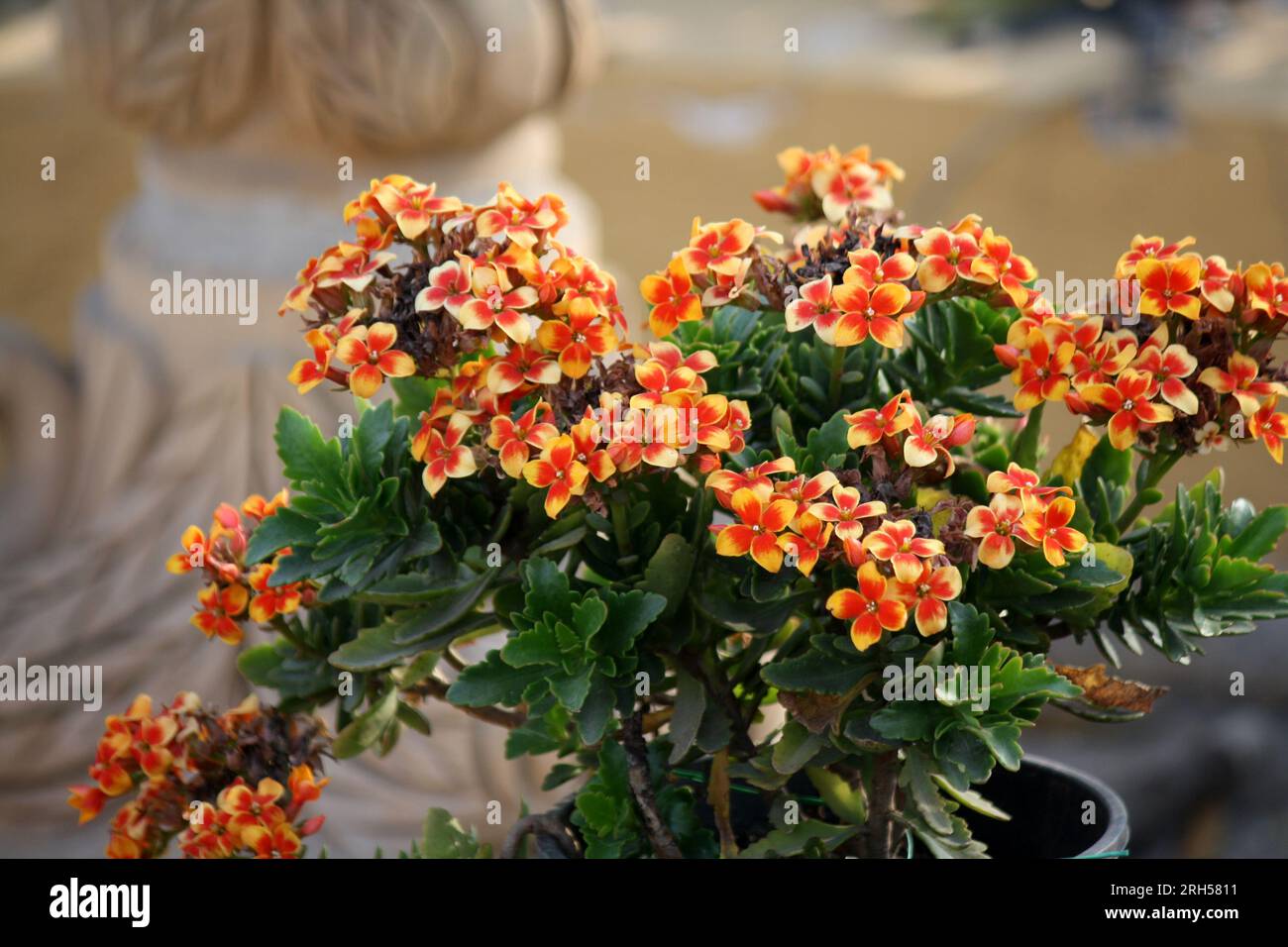 Red and yellow flowers of Florist Kalanchoe (Kalanchoe blossfeldiana) in bloom : (pix Sanjiv ...