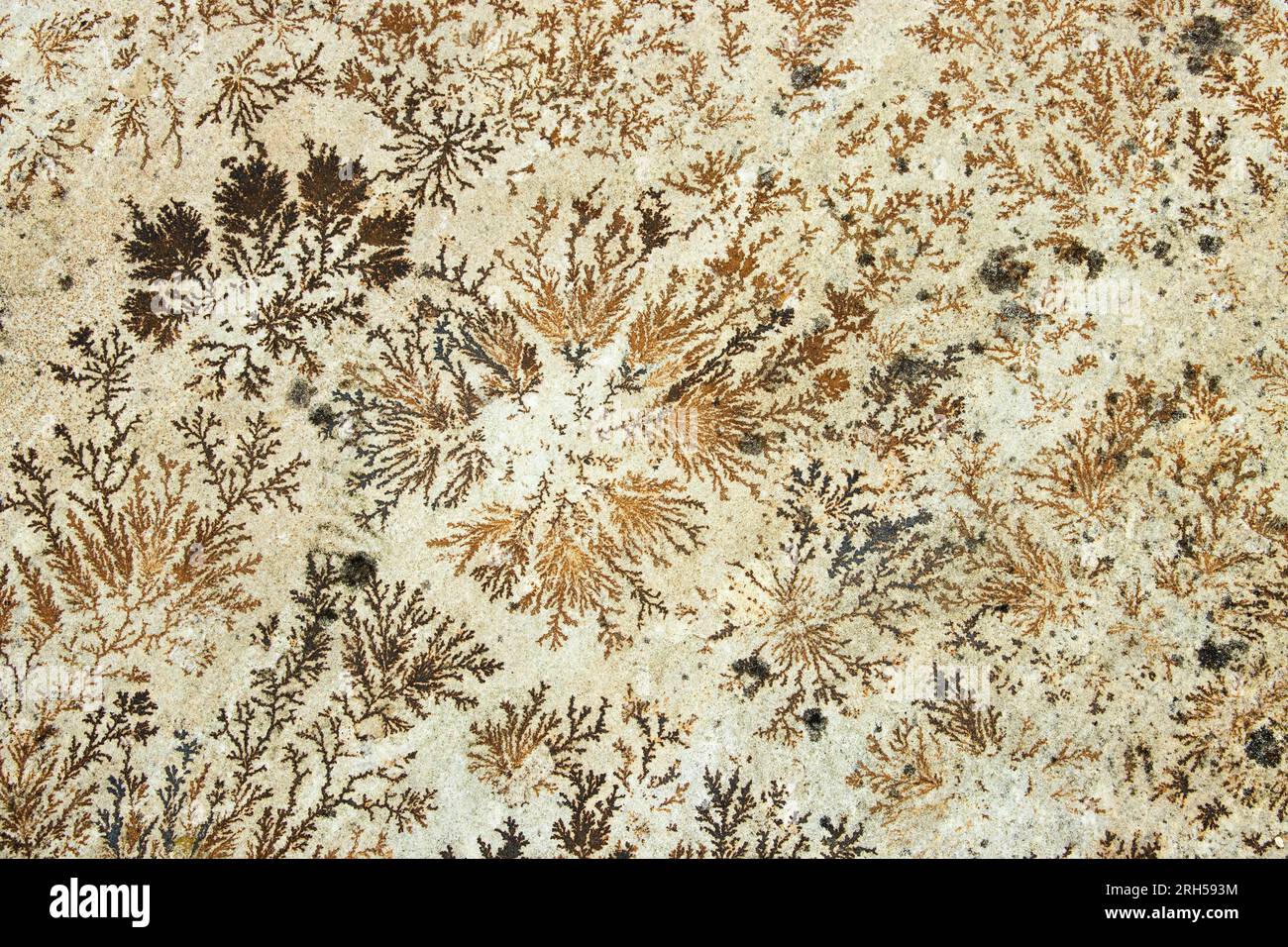 Mineral replacement in the sandstone layers leaves a dendritic pattern ...