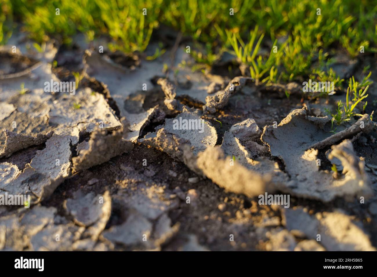 Dry and cracked soil after a drought, green grass nearby. Climate ...