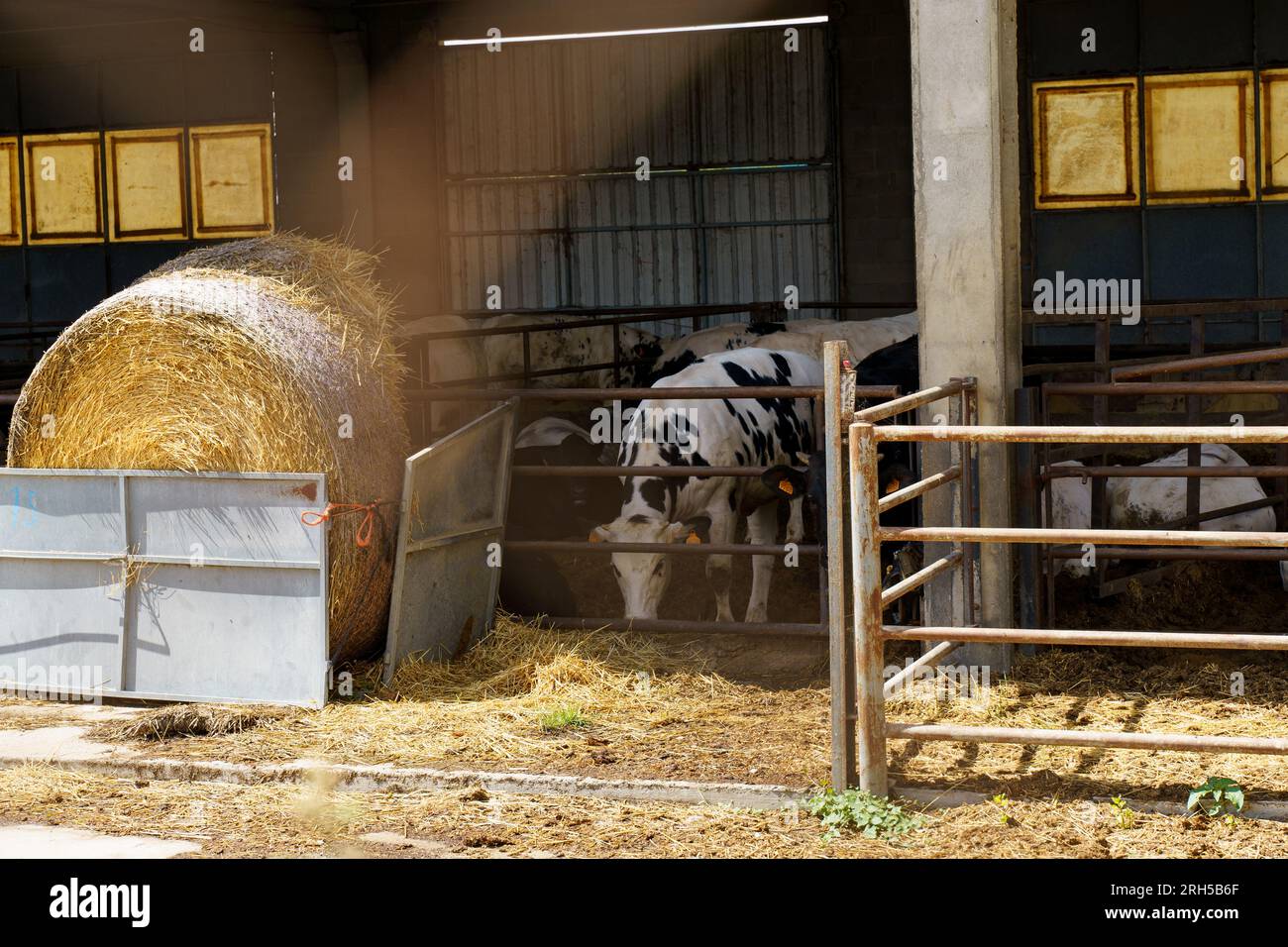 Young cows with labels in a covered farm corral behind a fence in a ...