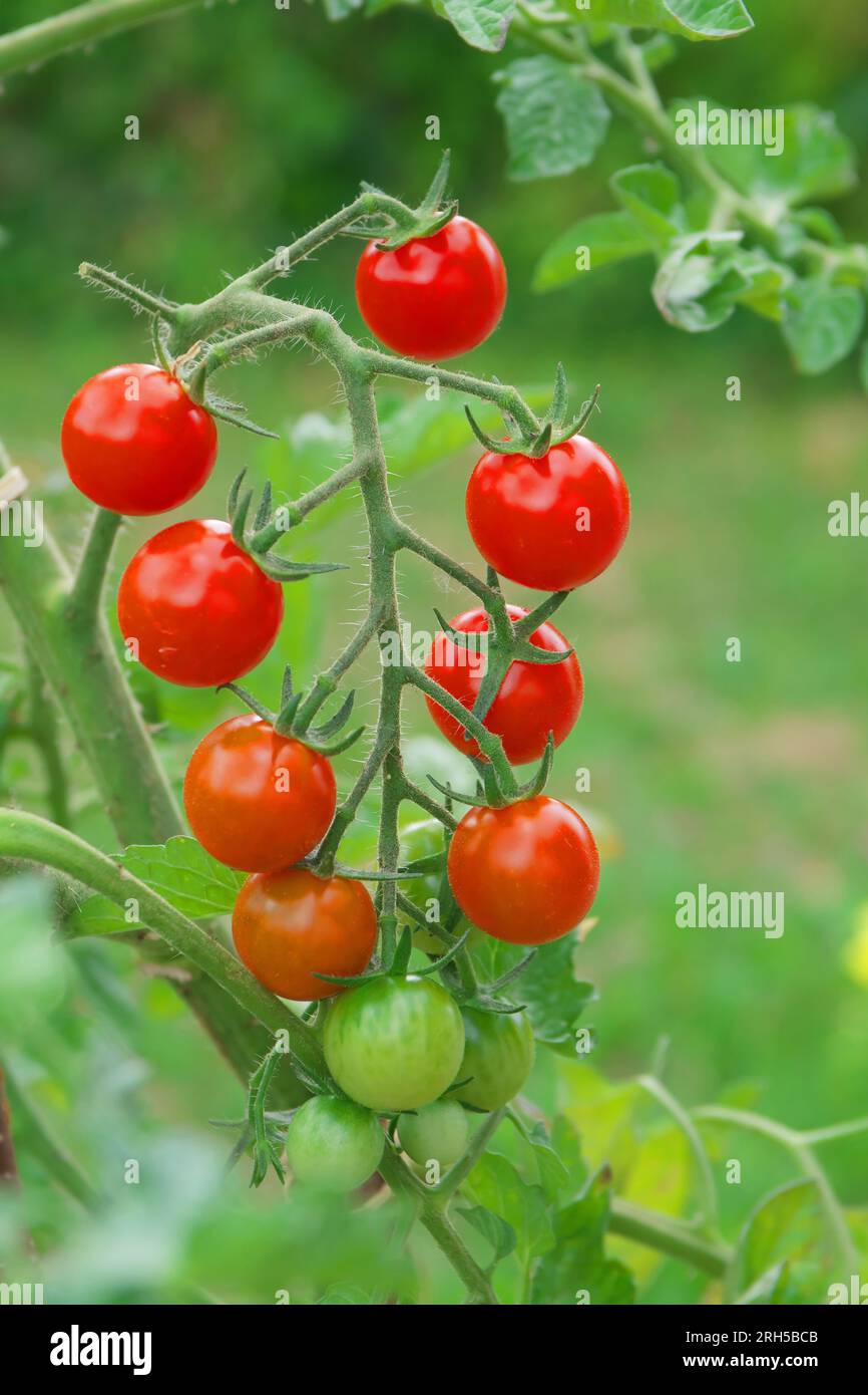 Cocktail tomatoes ripening on shrub Stock Photo - Alamy