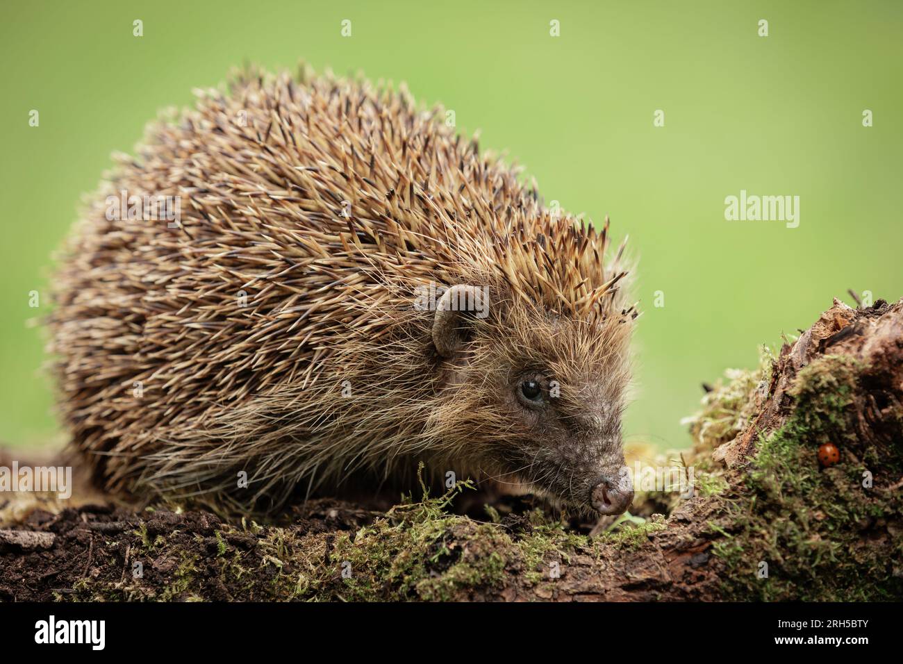 Wild, native hedgehog foraging in hedgehog friendly garden. Taken ...