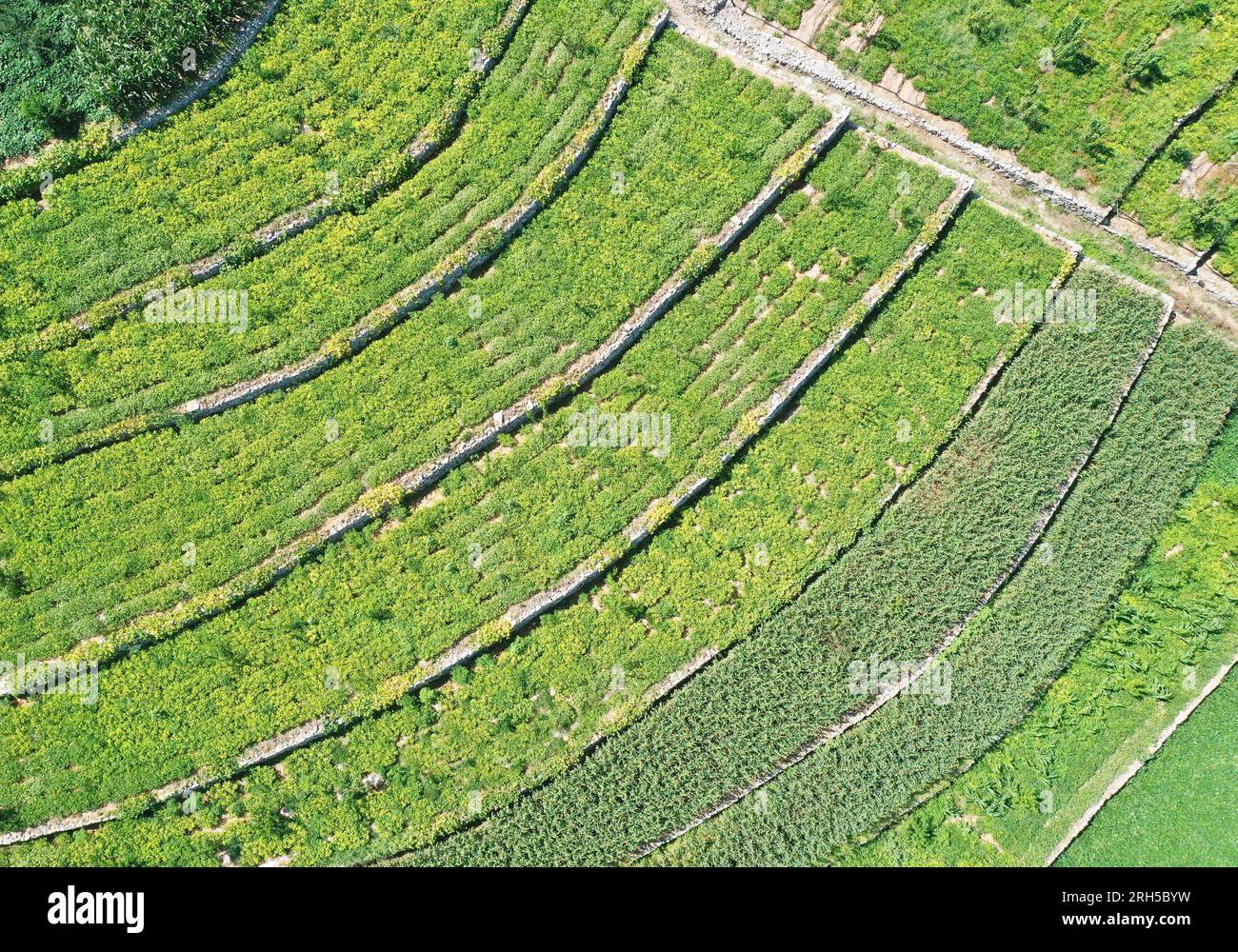 Crops on hillside hi-res stock photography and images - Alamy