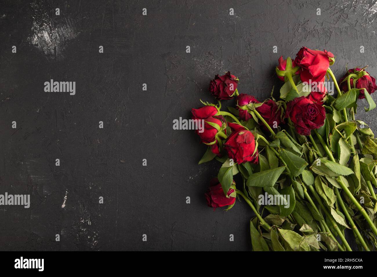 Withered, decaying, roses flowers on black concrete background. top ...