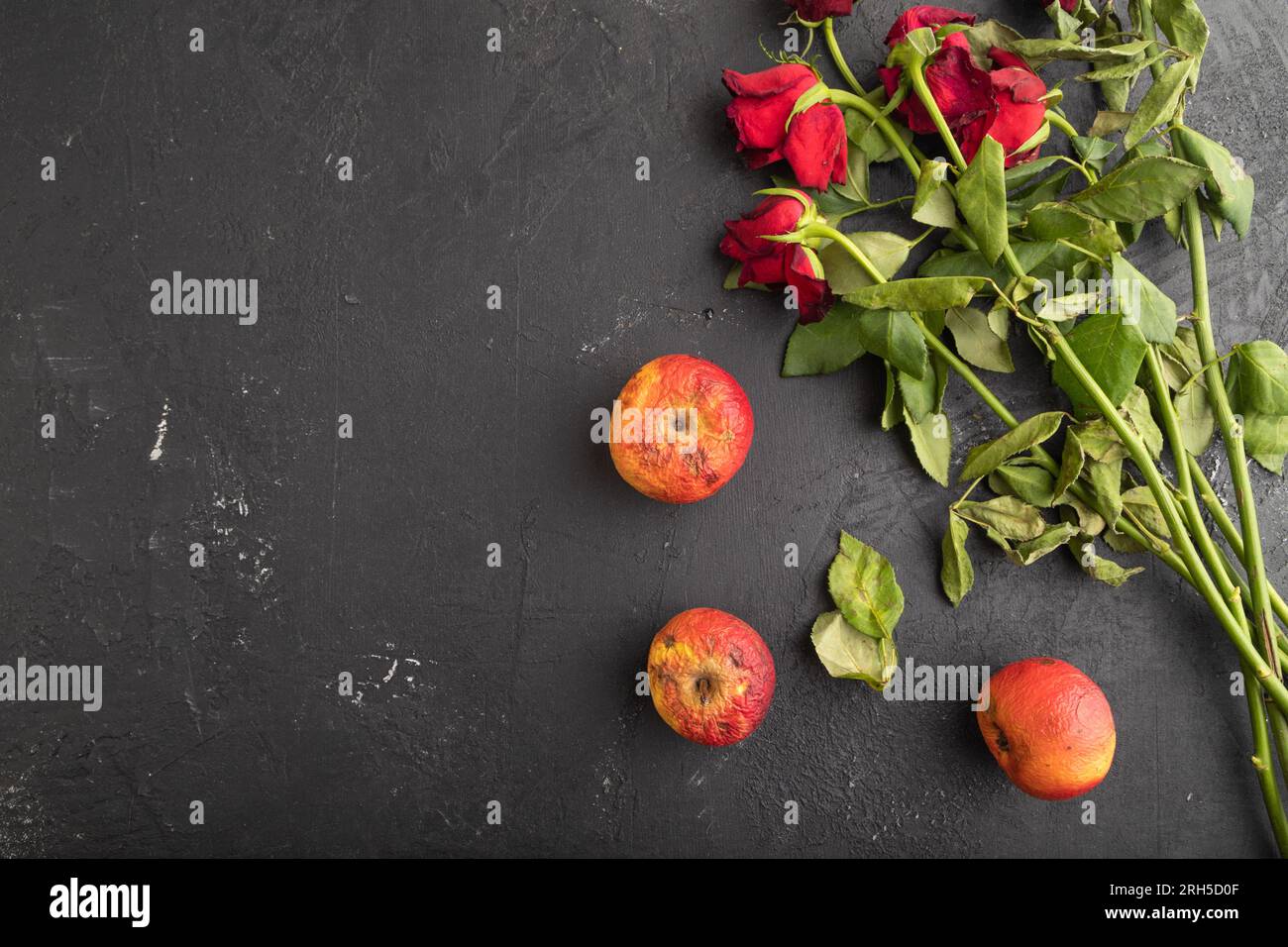 Withered, decaying, roses flowers and apples on black concrete ...