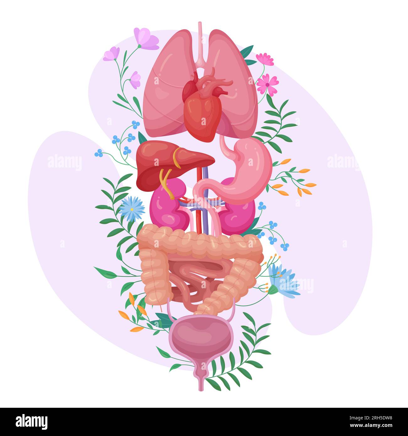 Human anatomy vector illustration. Cartoon isolated anatomical axis ...