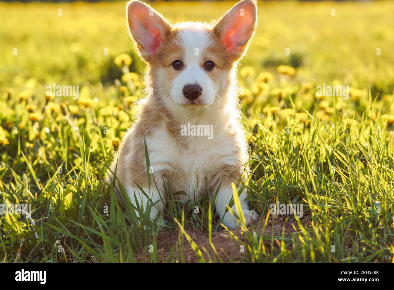 Small red puppy sitting on the ground hi-res stock photography and ...