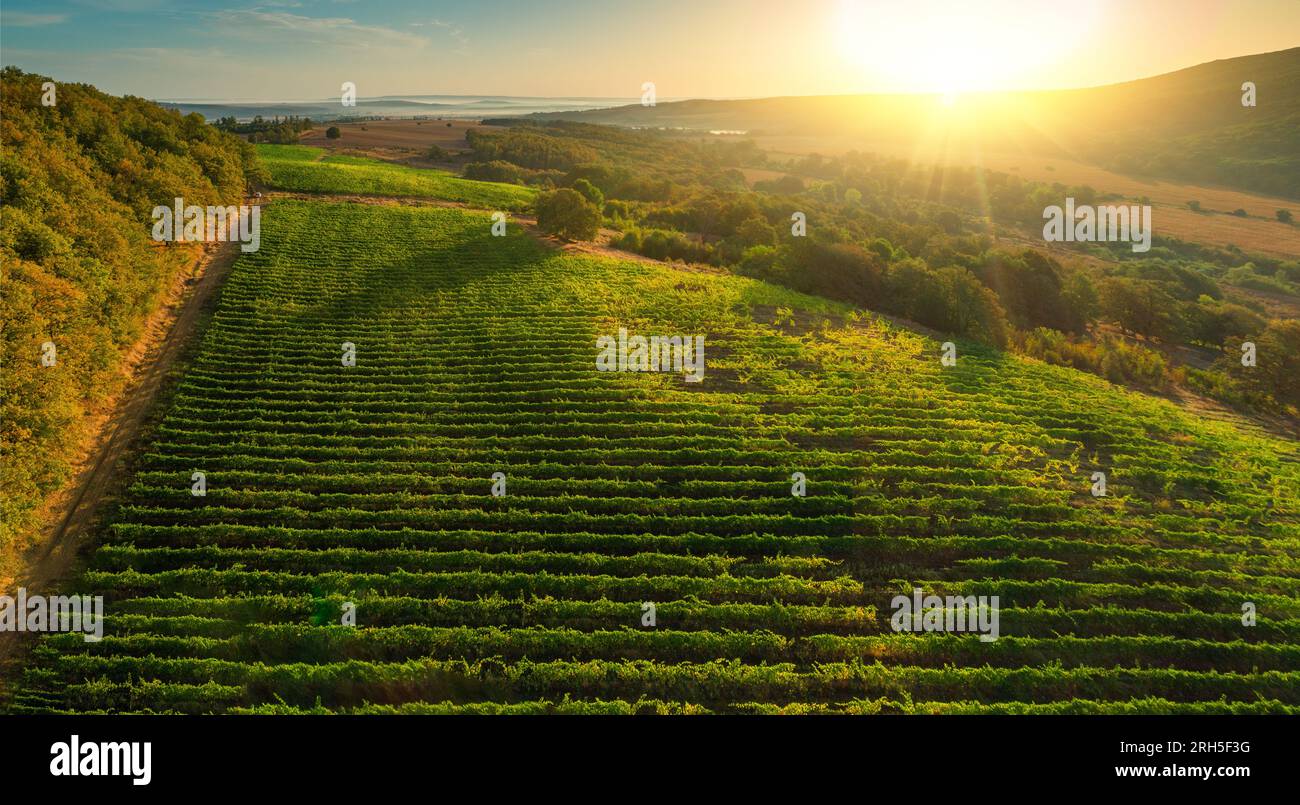 Vineyard agricultural fields in the countryside, beautiful aerial ...