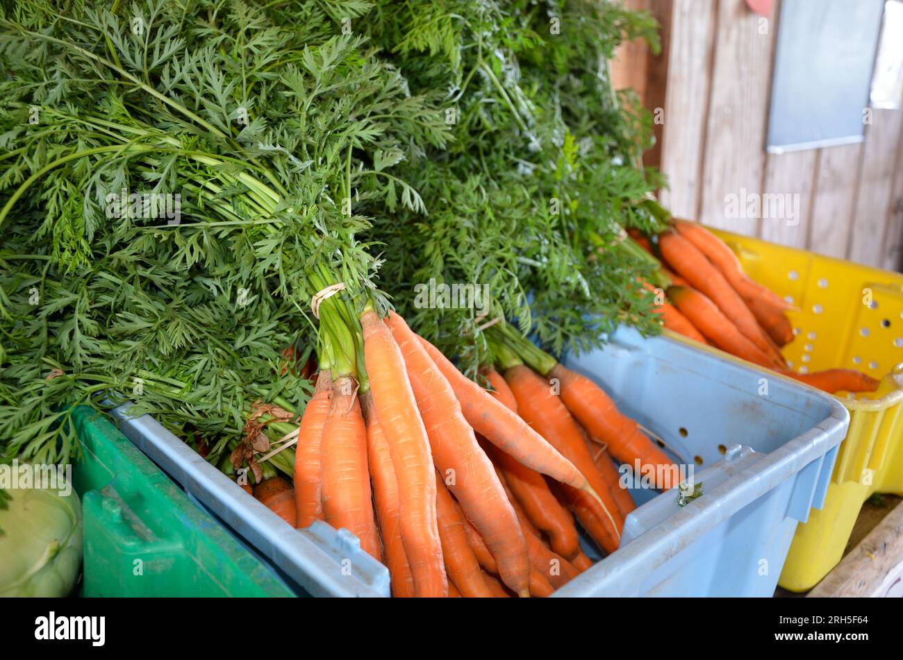 Fresh and crisp hi-res stock photography and images - Alamy