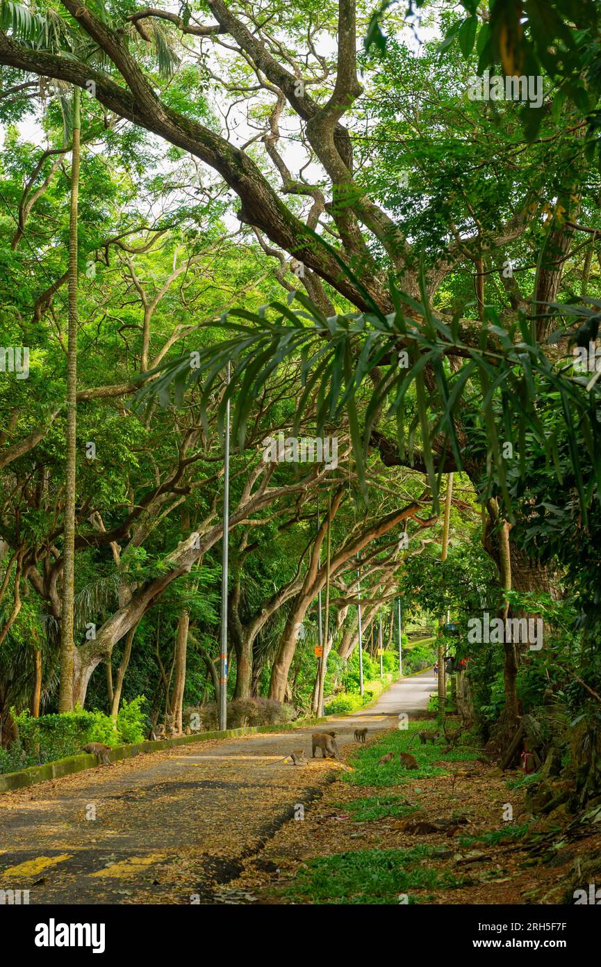 Malacca tree hi-res stock photography and images - Alamy