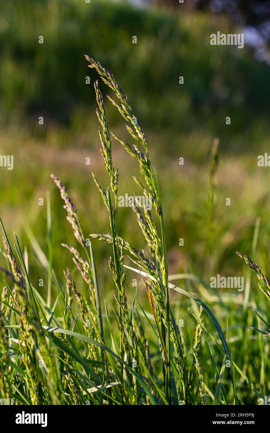 Meadow grass meadow with the tops of stele panicles. Poa pratensis ...