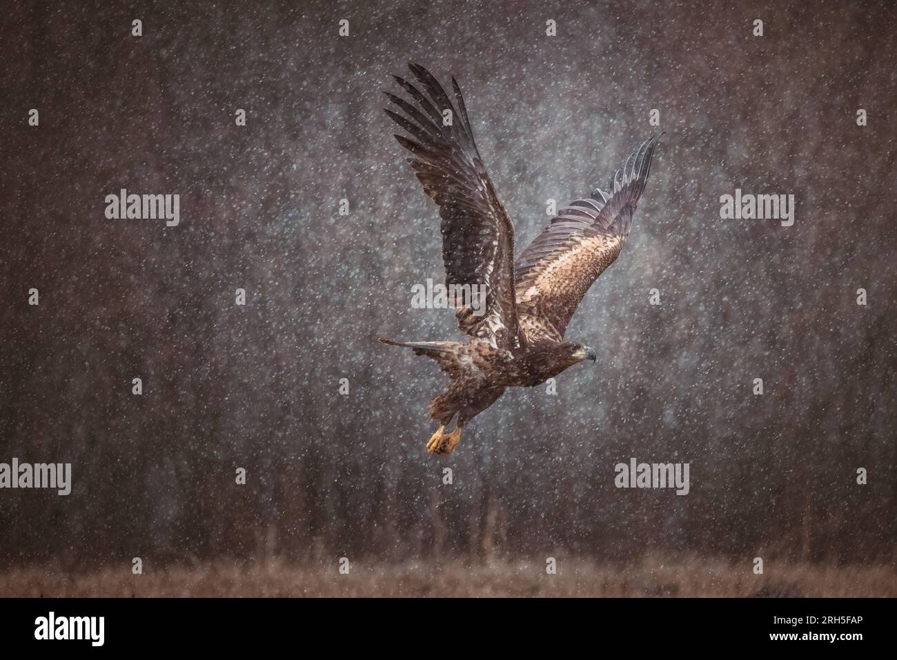 Flying golden white tailed eagle with open wings attack landing swoop ...