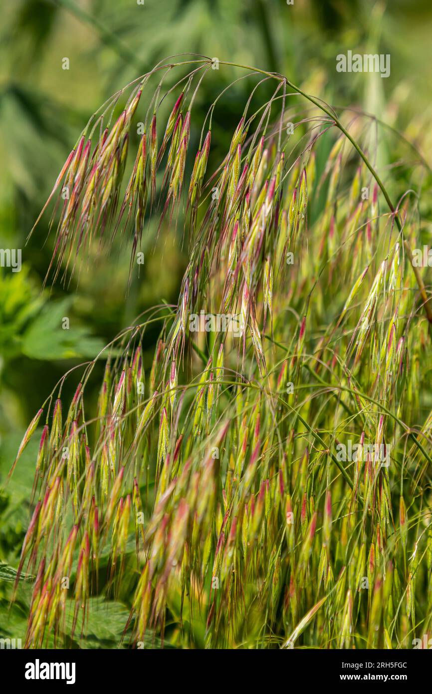 The plant Bromus sterilis, anysantha sterilis, or barren brome belongs ...