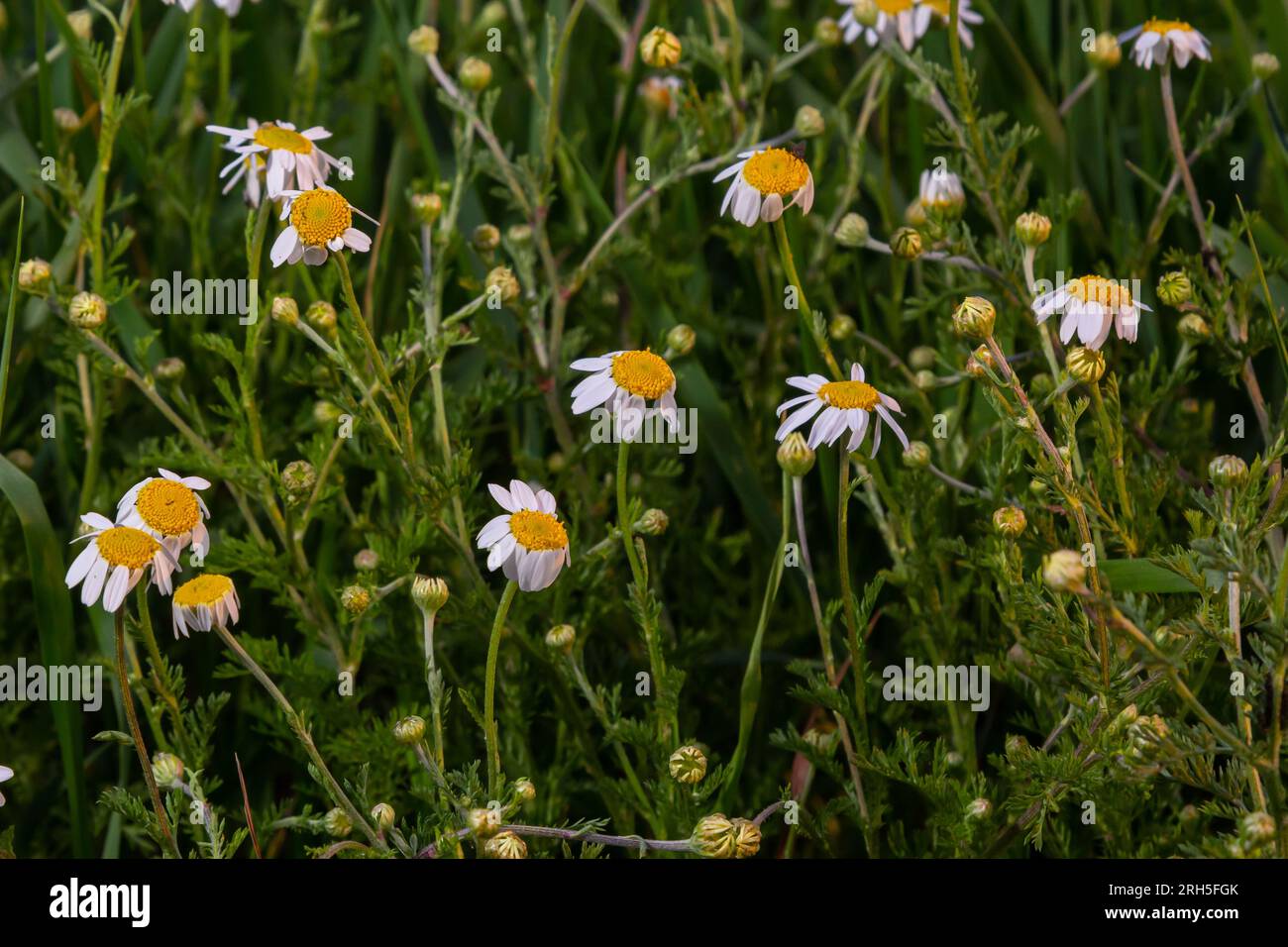 Tripleurospermum maritimum Matricaria maritima is a species of ...