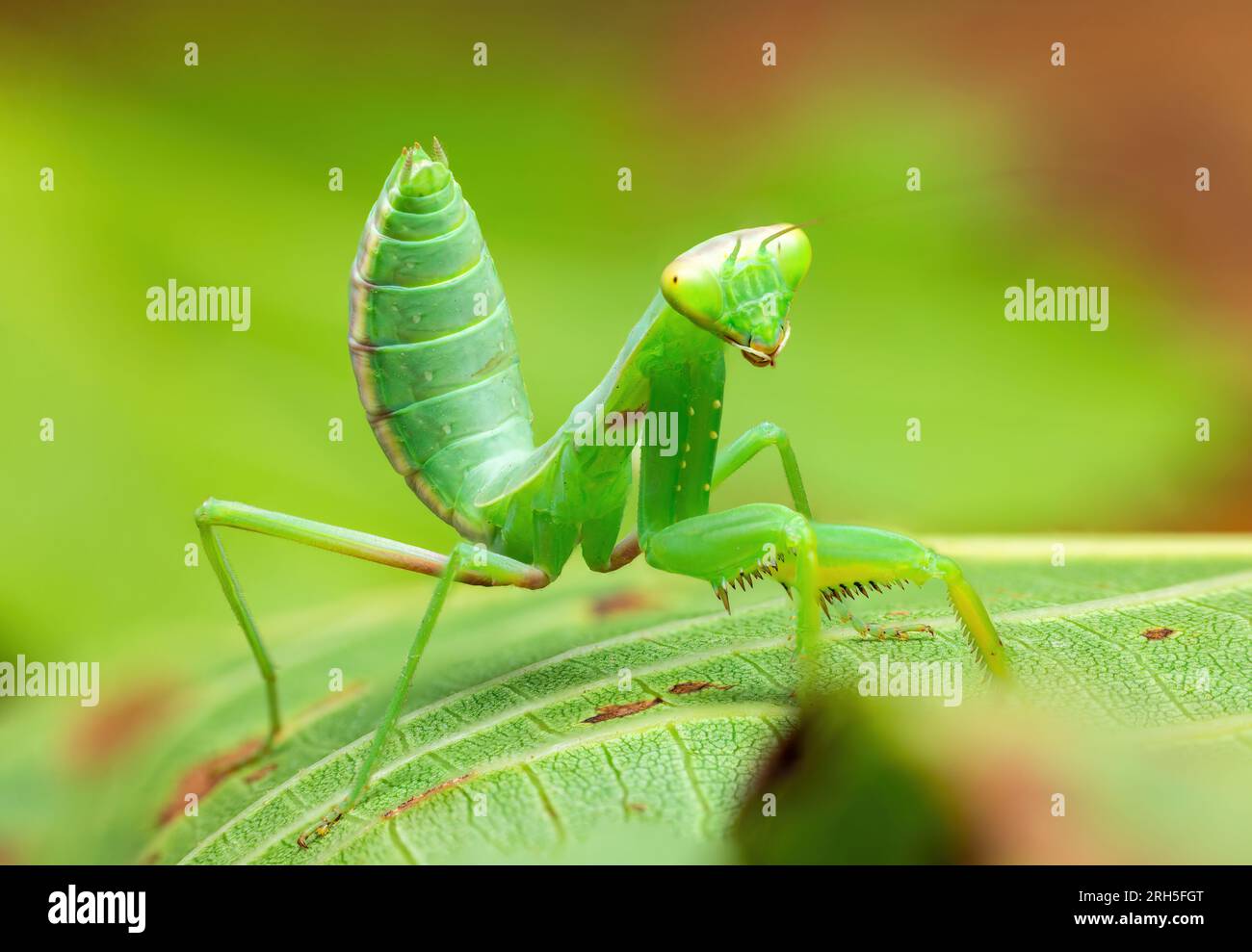 Mantis on nature close up hi-res stock photography and images - Alamy