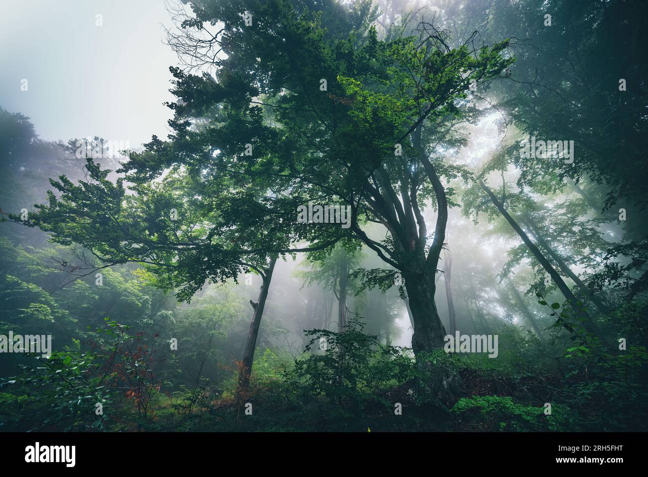 Big green tree and fog in the misty green forest Stock Photo - Alamy