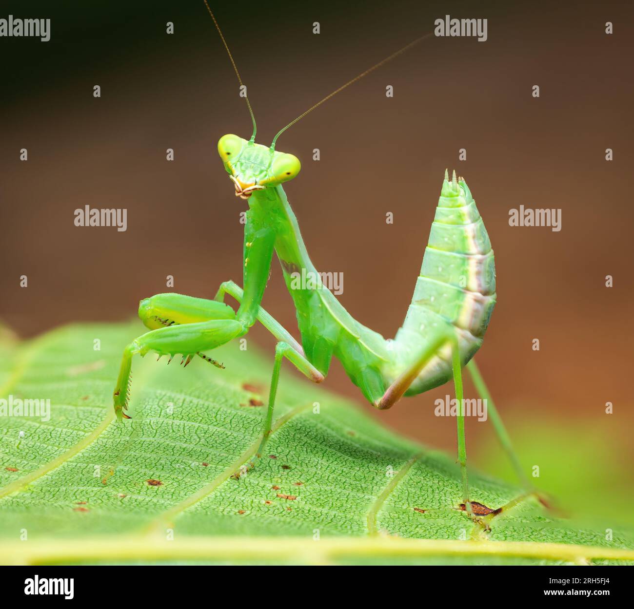 Praying Mantis Rainforest or European Mantis on a green leaf nature ...