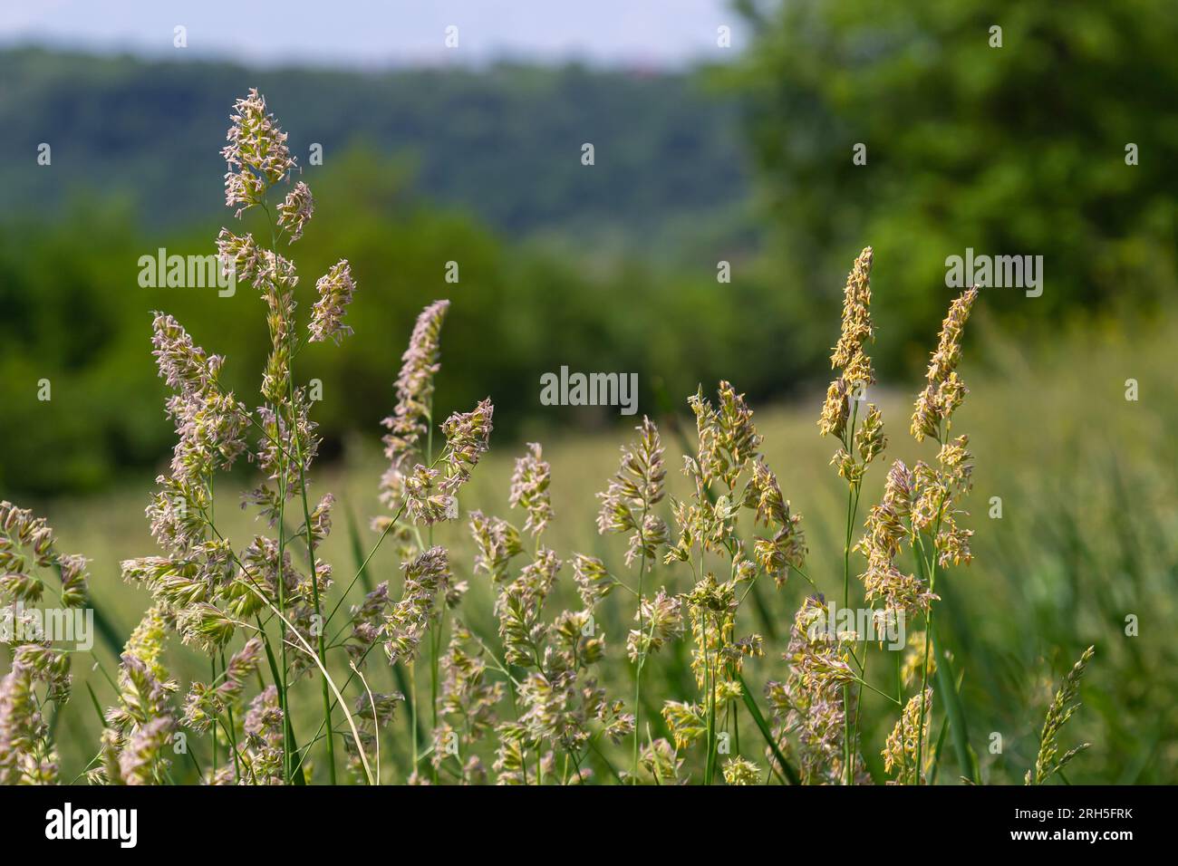 Plant Dactylis against green grass.In the meadow blooms valuable fodder ...