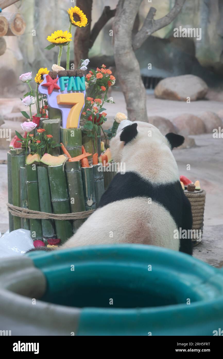 Giant panda twins Xing Hui and Xing Fan celebrate their 7th birthday at ...