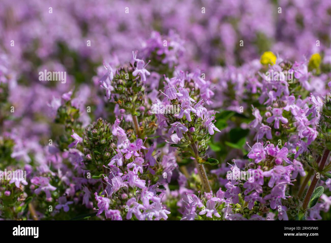 Blossoming fragrant Thymus serpyllum, Breckland wild thyme, creeping ...
