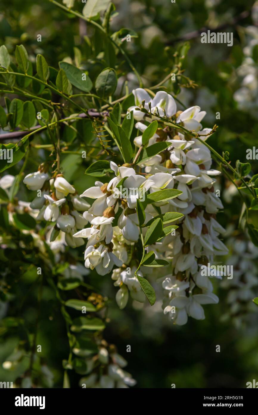 Abundant flowering acacia branch of Robinia pseudoacacia, false acacia ...