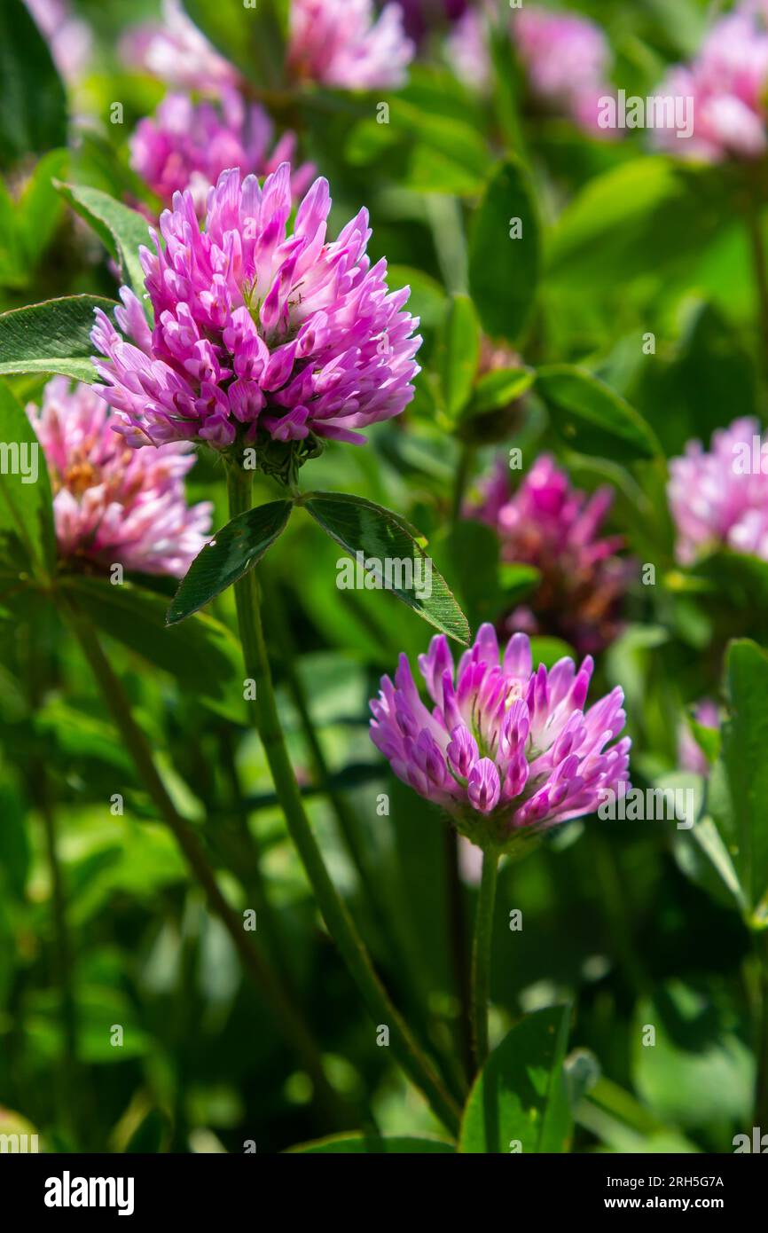 Fn symbol hi-res stock photography and images - Alamy
