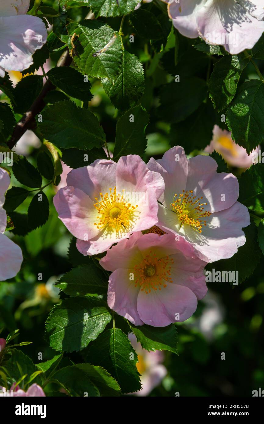 Rosa canina flower hi-res stock photography and images - Alamy