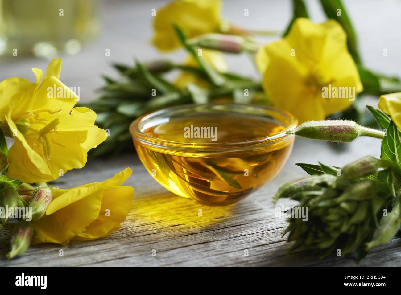 Oenothera biennis flowers with evening primrose oil Stock Photo - Alamy