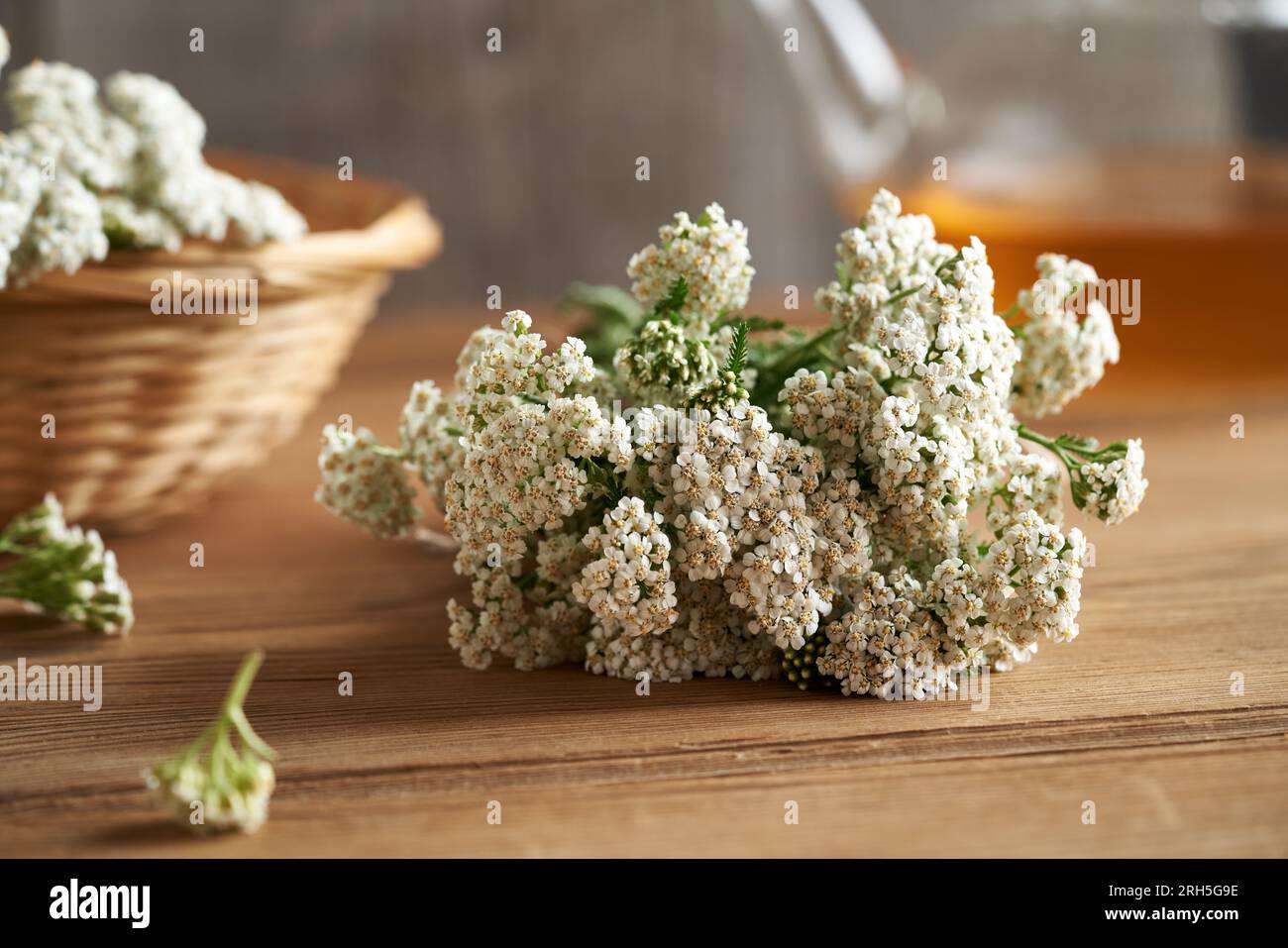 Fresh yarrow flowers on a table, with a kettle of herbal tea in the ...