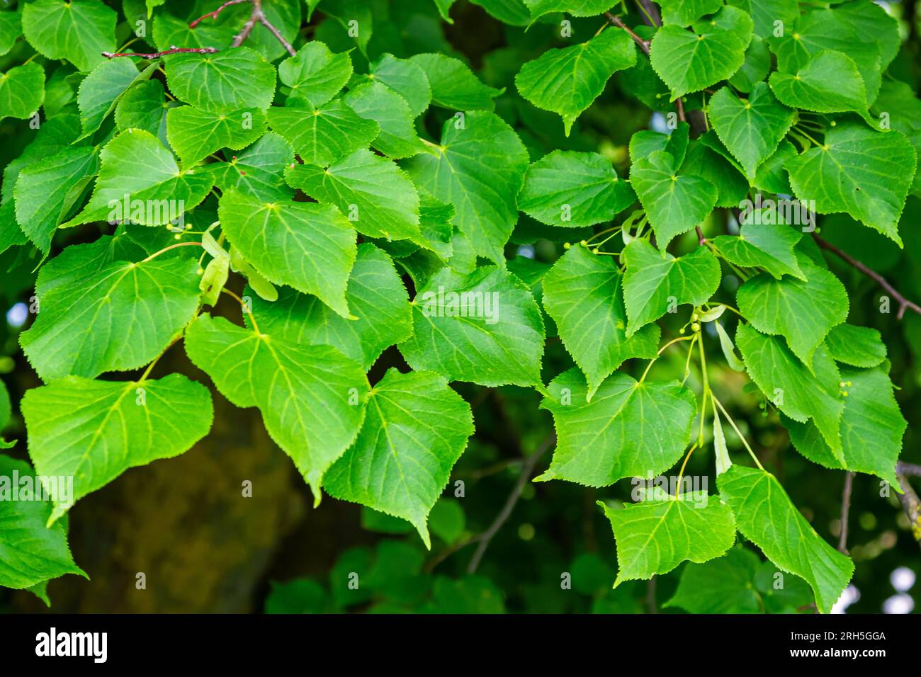 Tilia fruits hi-res stock photography and images - Alamy