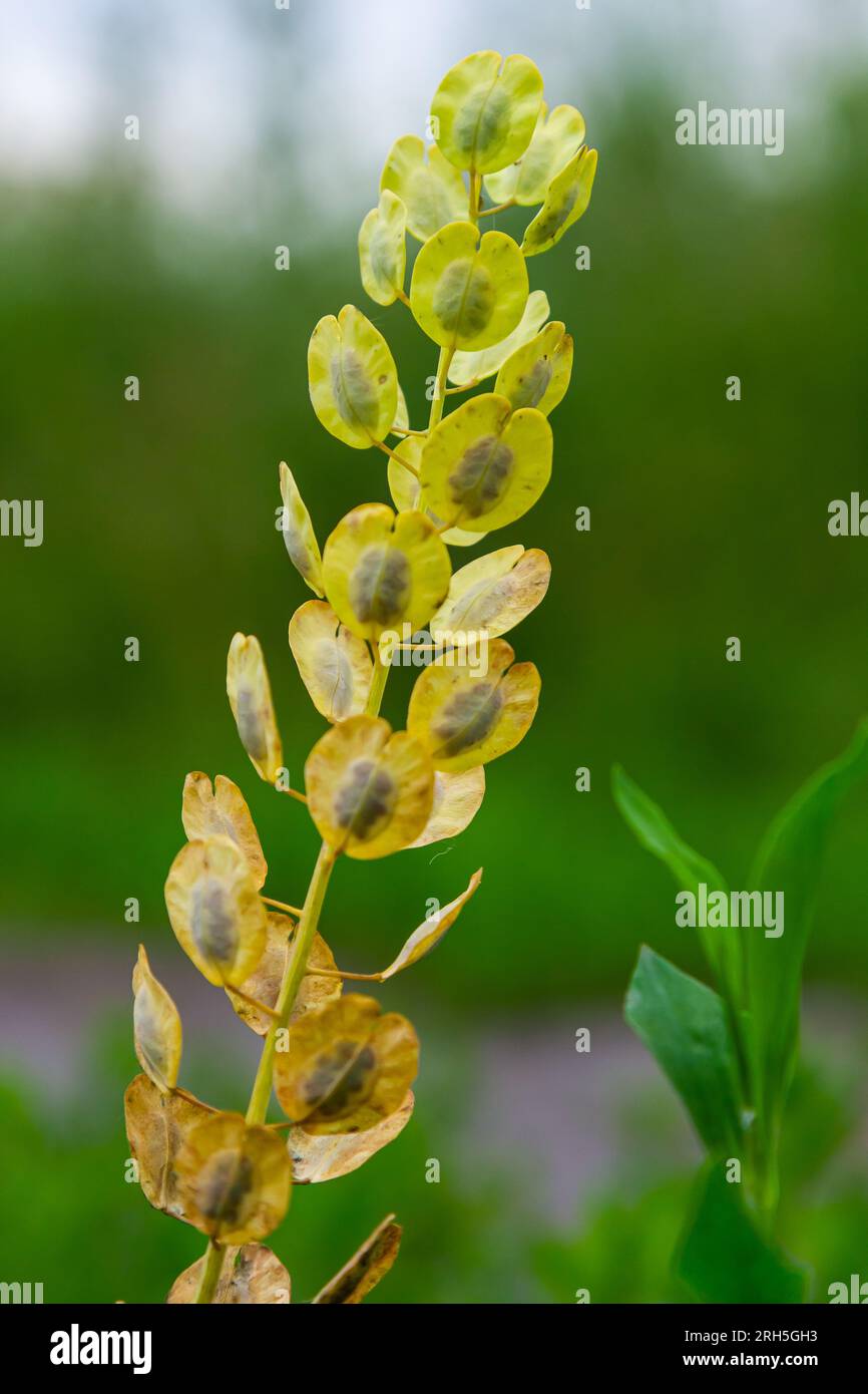 Field pennycress, Thlaspi arvense is an edible plant used in salads ...