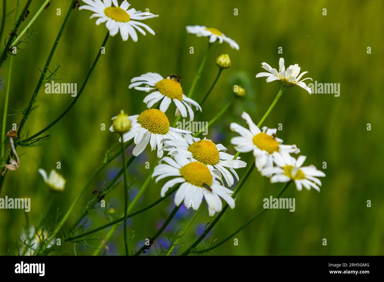 Flesh Flies belong to the family Sarcophagidae. Tripleurospermum ...