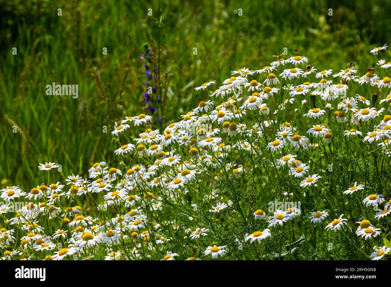 Tripleurospermum inodorum, wild chamomile, mayweed, false chamomile ...